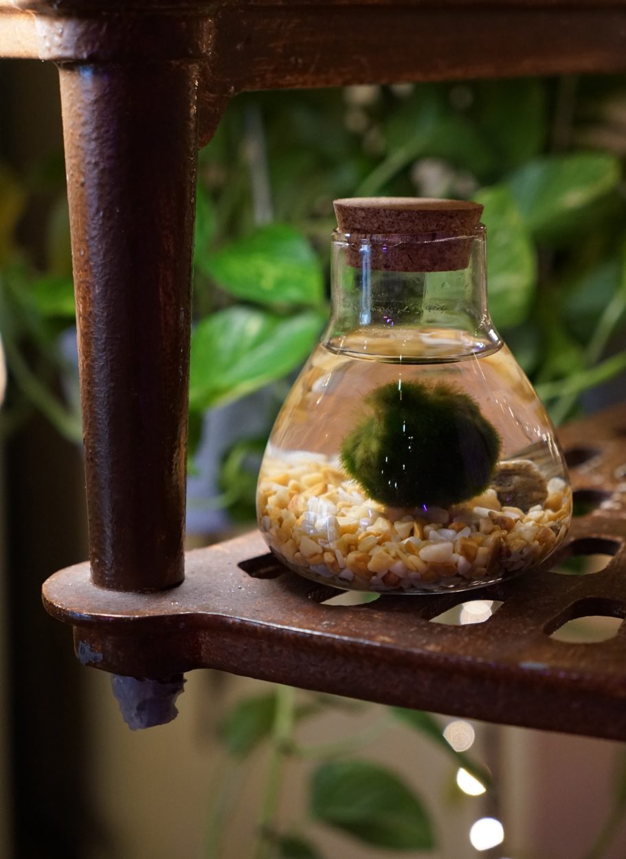 Marimo | La Boutique del Verde