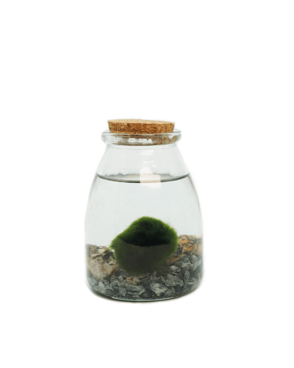 Marimo | La Boutique del Verde