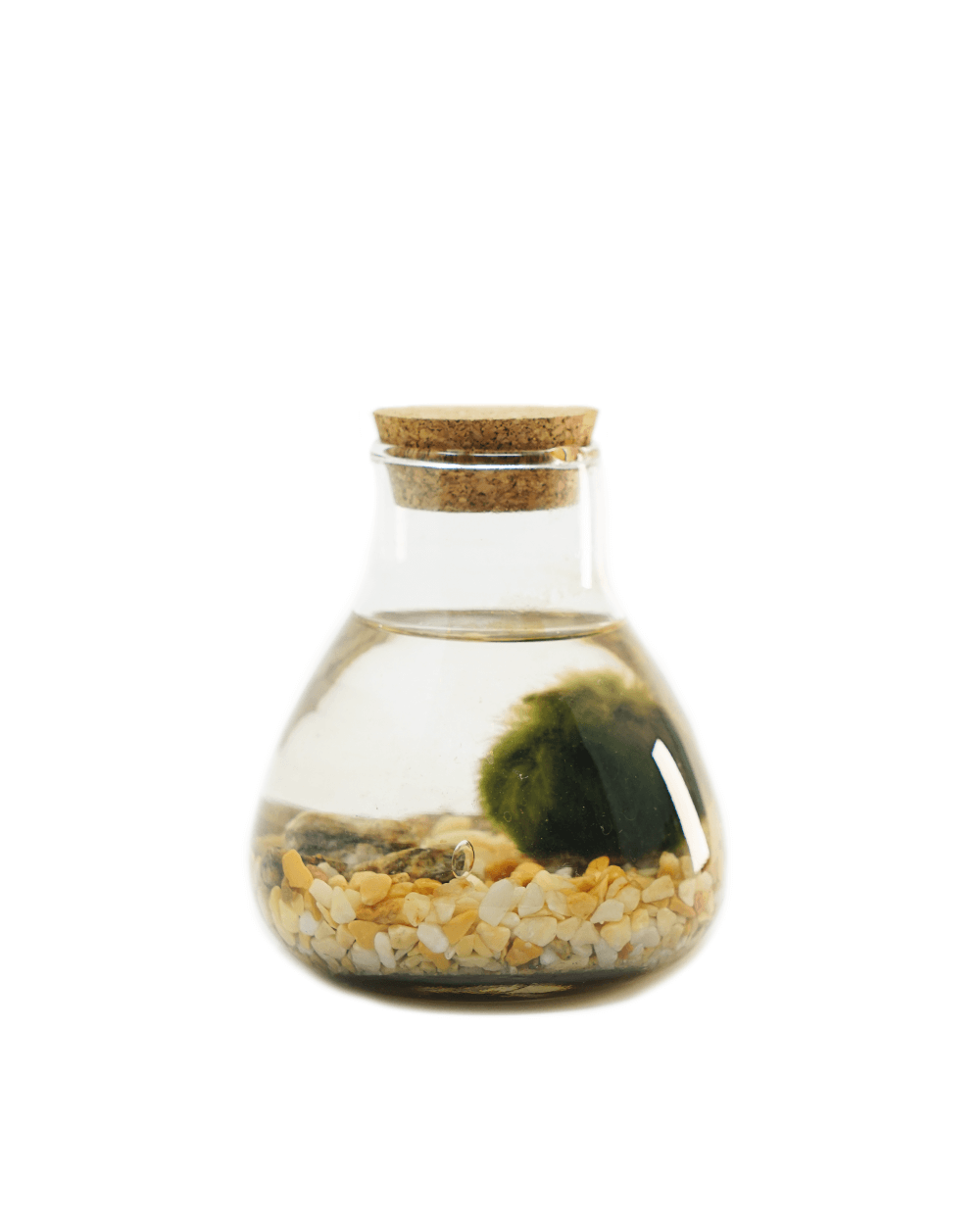Marimo | La Boutique del Verde